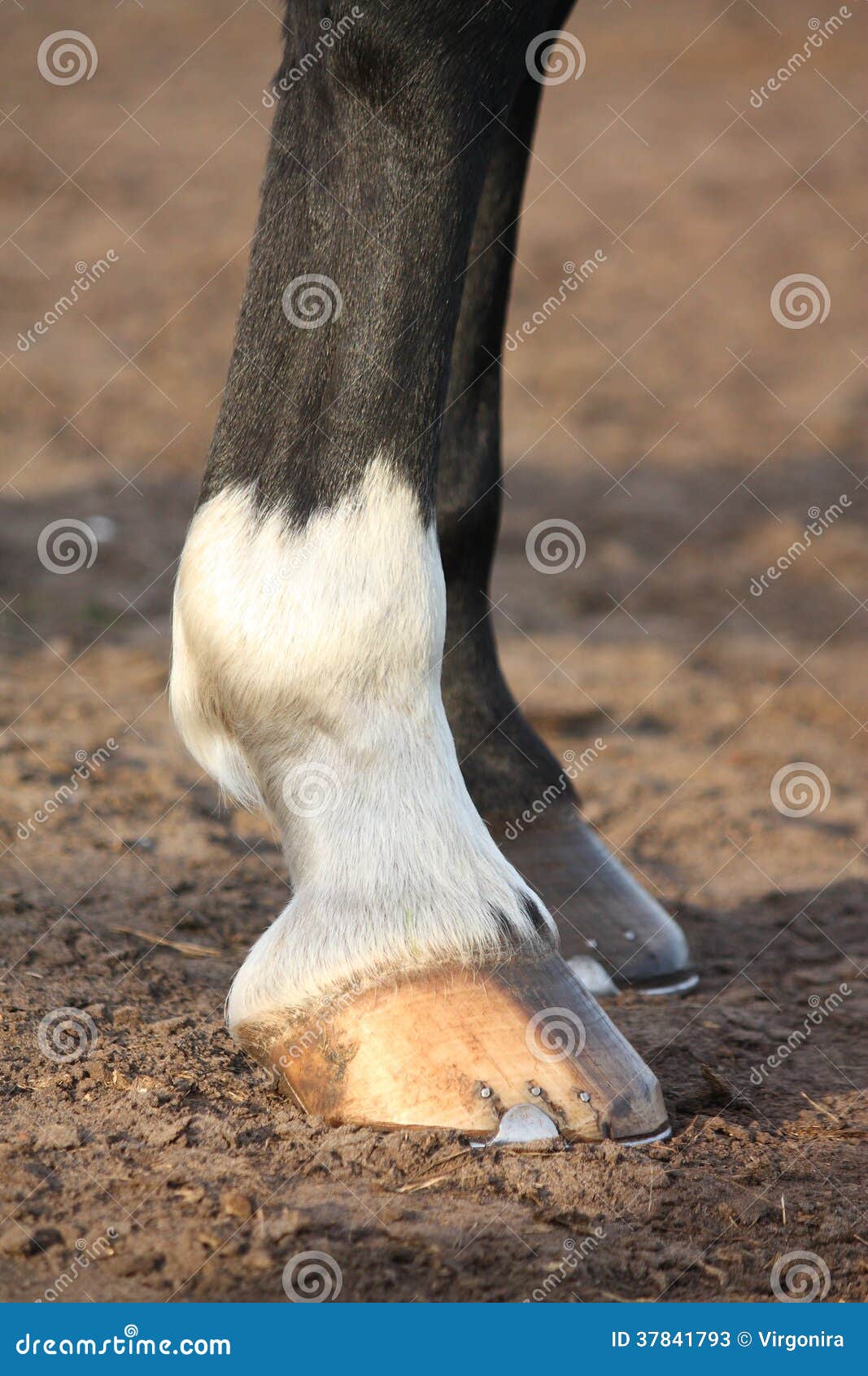 Close Up of Black Horse Hoofs Stock Image - Image of pasture, domestic ...