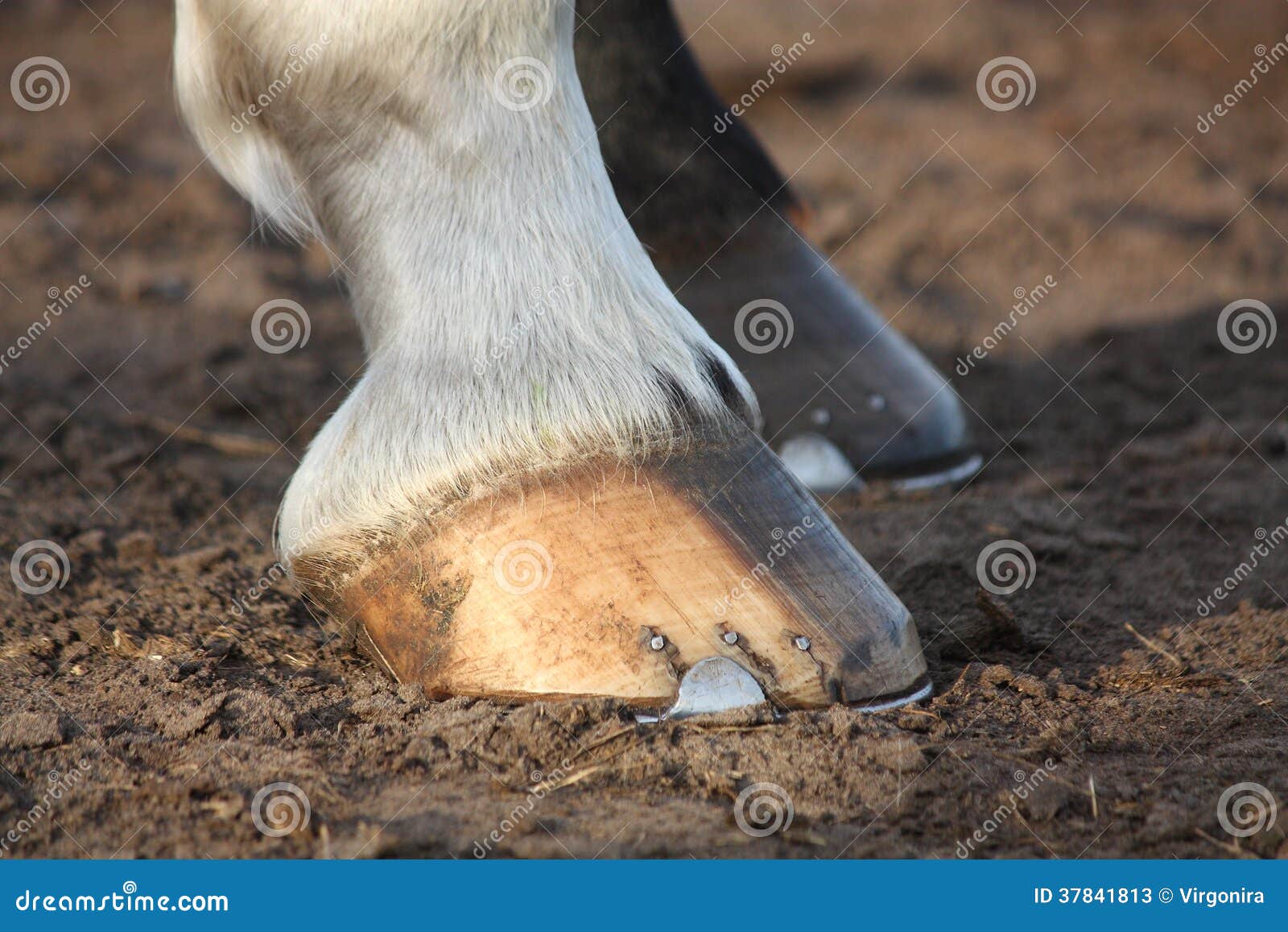 Close Up of Black Horse Hoofs Stock Image - Image of equine, shoe: 37841813