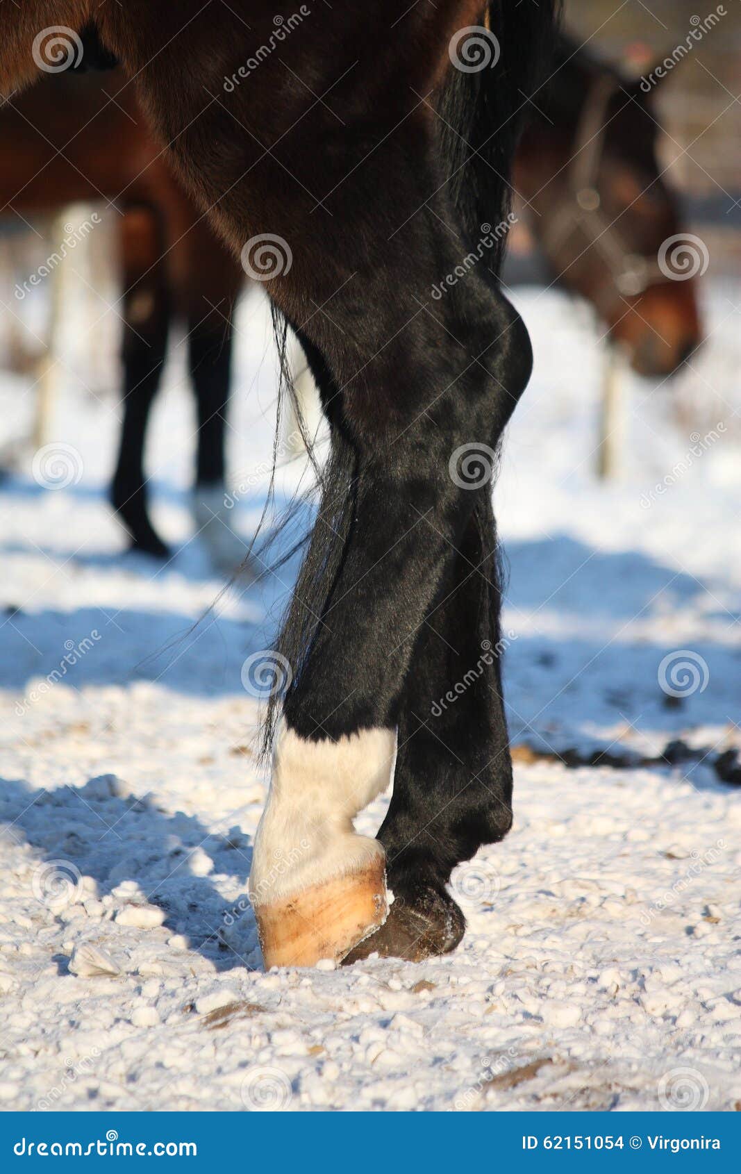 Close Up of Black Horse Legs Stock Photo - Image of stallion, black ...