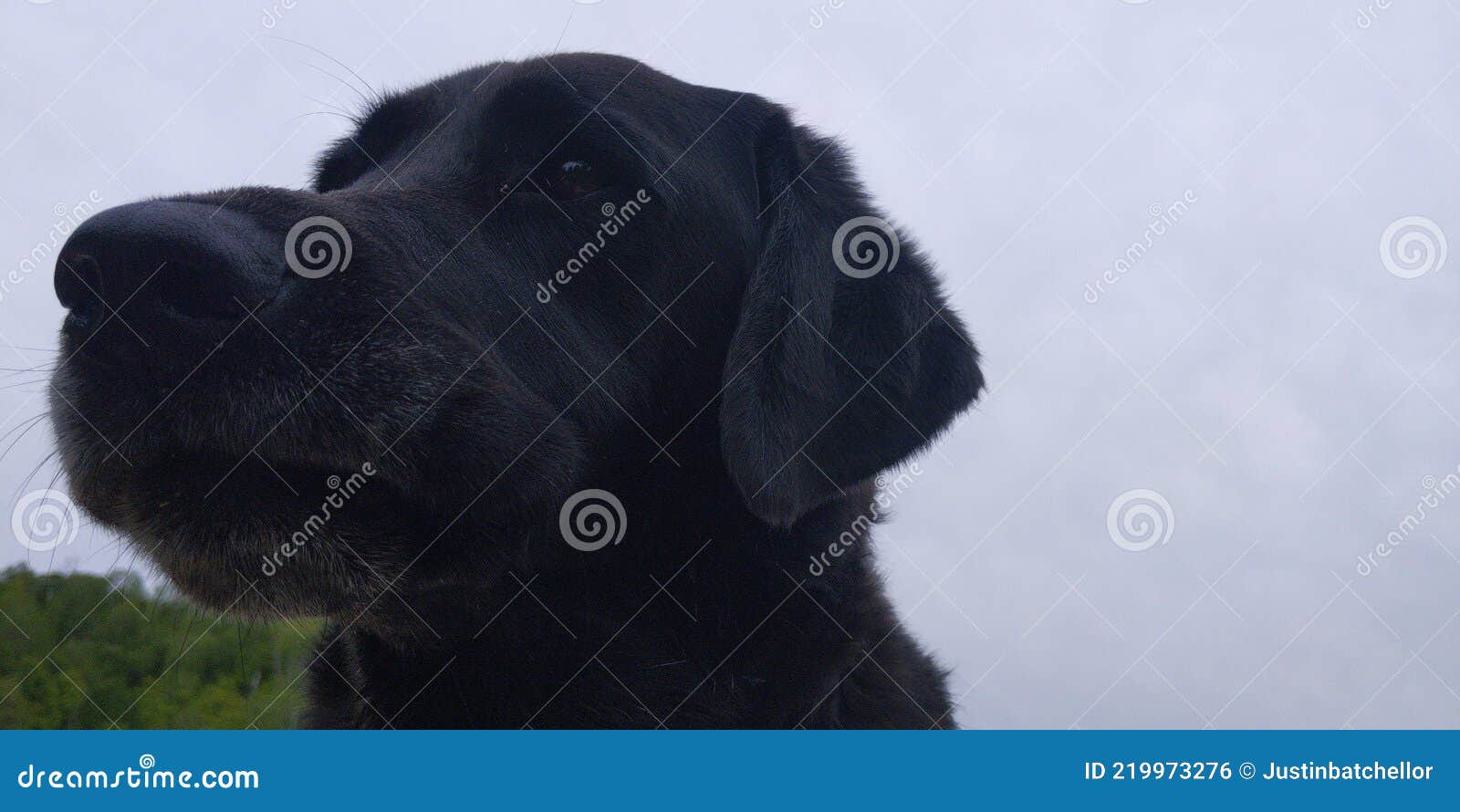 Lab close up stock photo. Image of cloudy, mammal, animal - 219973276