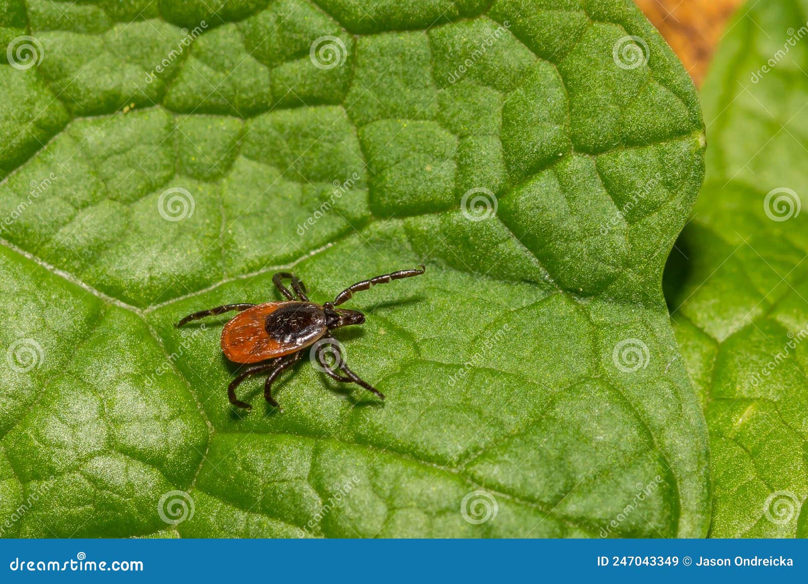Black-legged Tick - Ixodes Scapularis Stock Image - Image of bite ...
