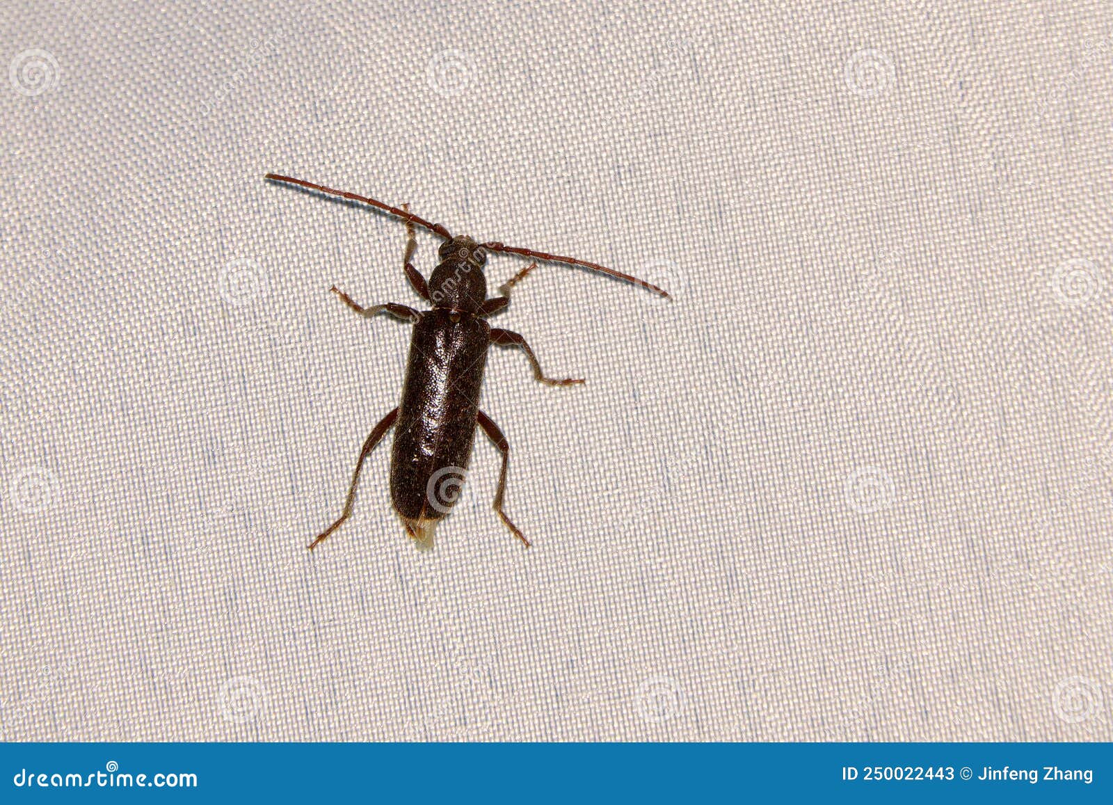 Longicorn stock image. Image of insects, long, life - 250022443