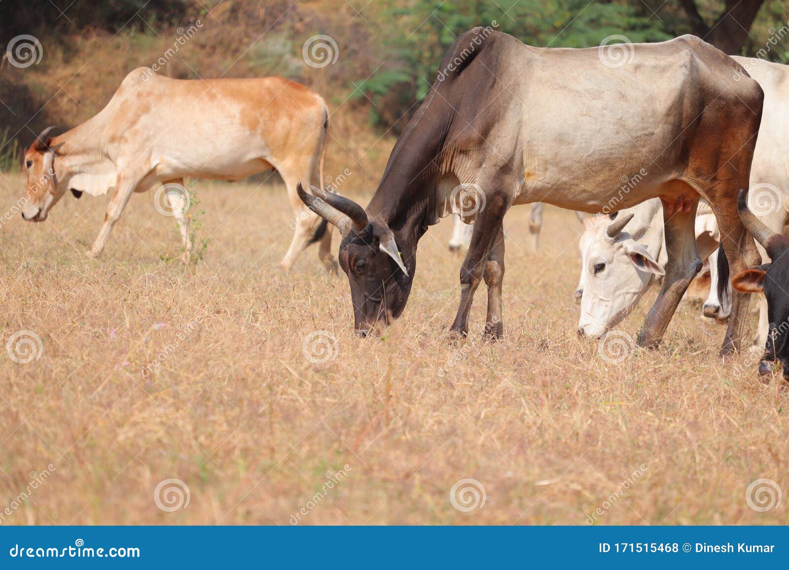 Close Up of a Black Neck Cow in Dry Grass Stock Photo - Image of cows ...