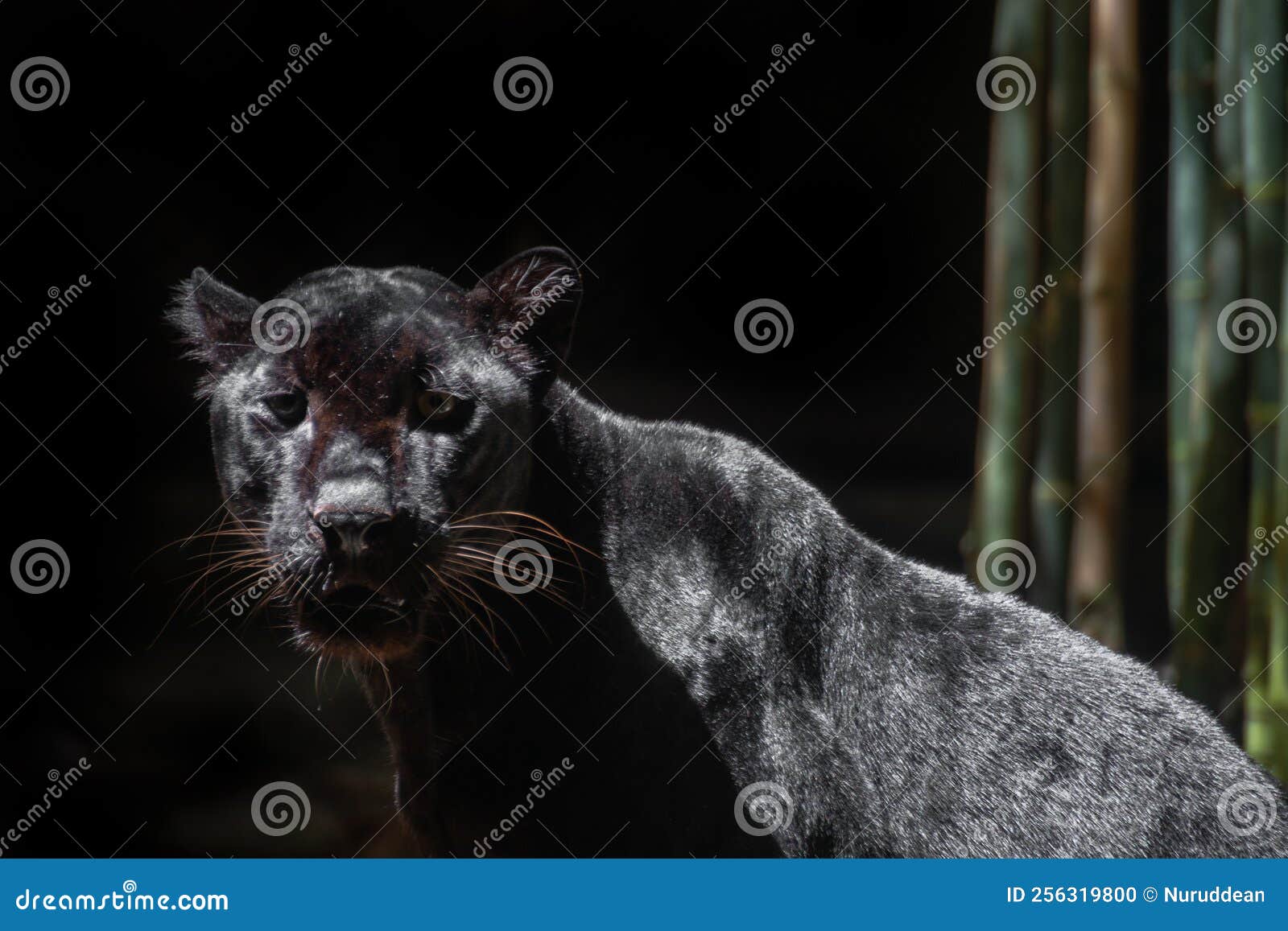 Close-up of the Black Panther Stock Photo - Image of black, close ...