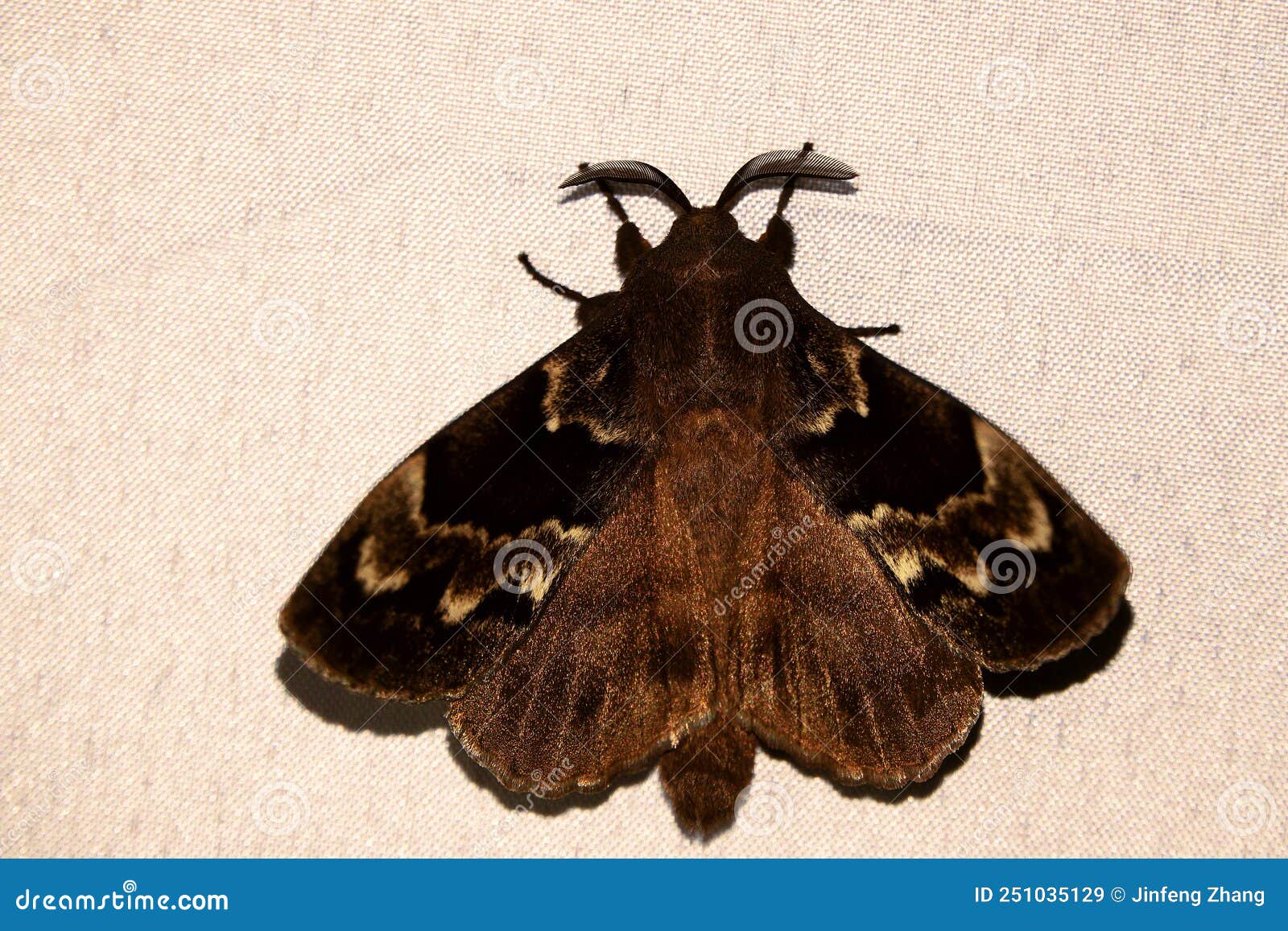 Poison moth stock image. Image of poison, moth, insect - 251035129
