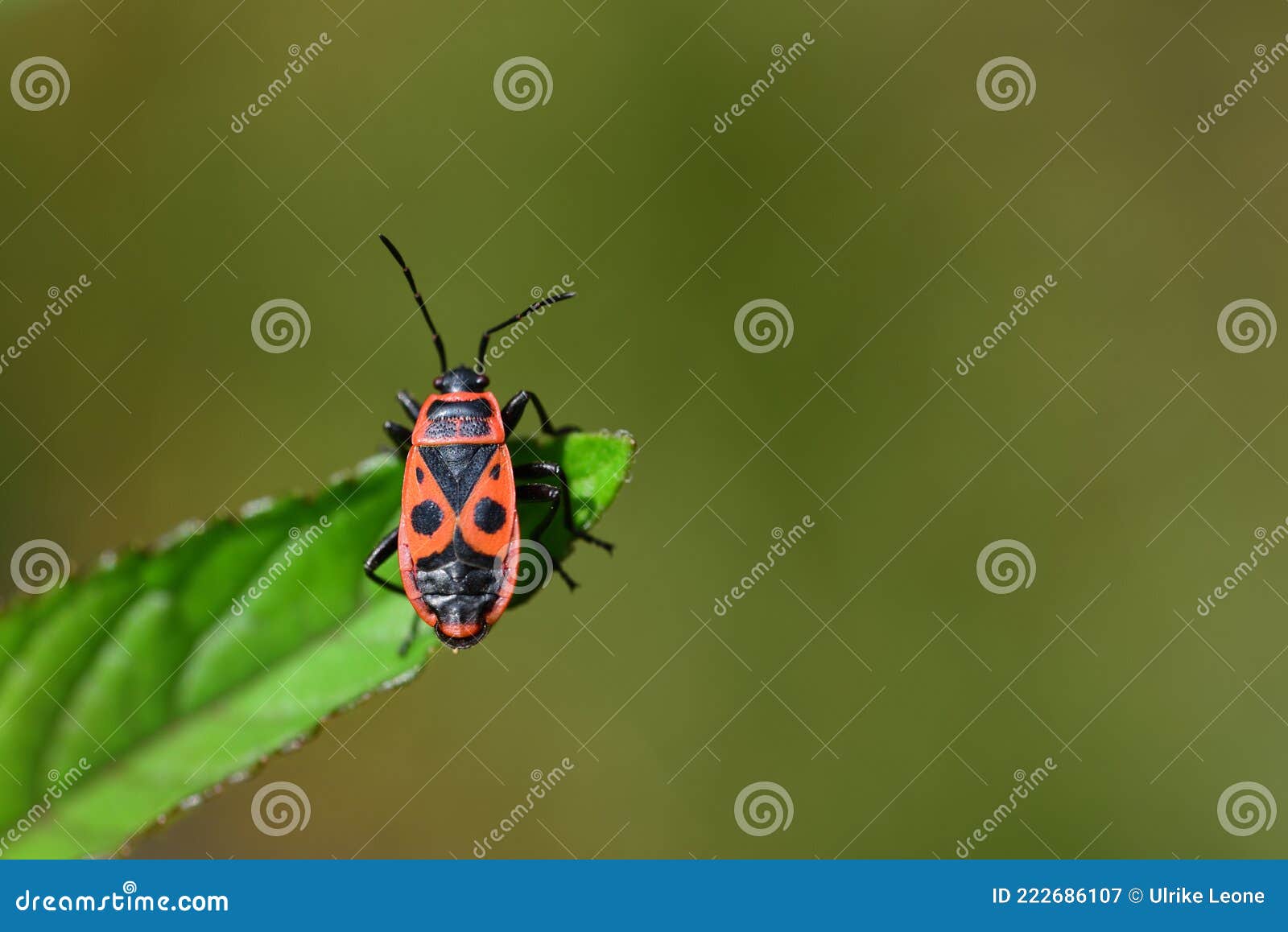 Close-up of a Black and Red Fire Bug Pyrrhocoris Apterus Waiting on the ...
