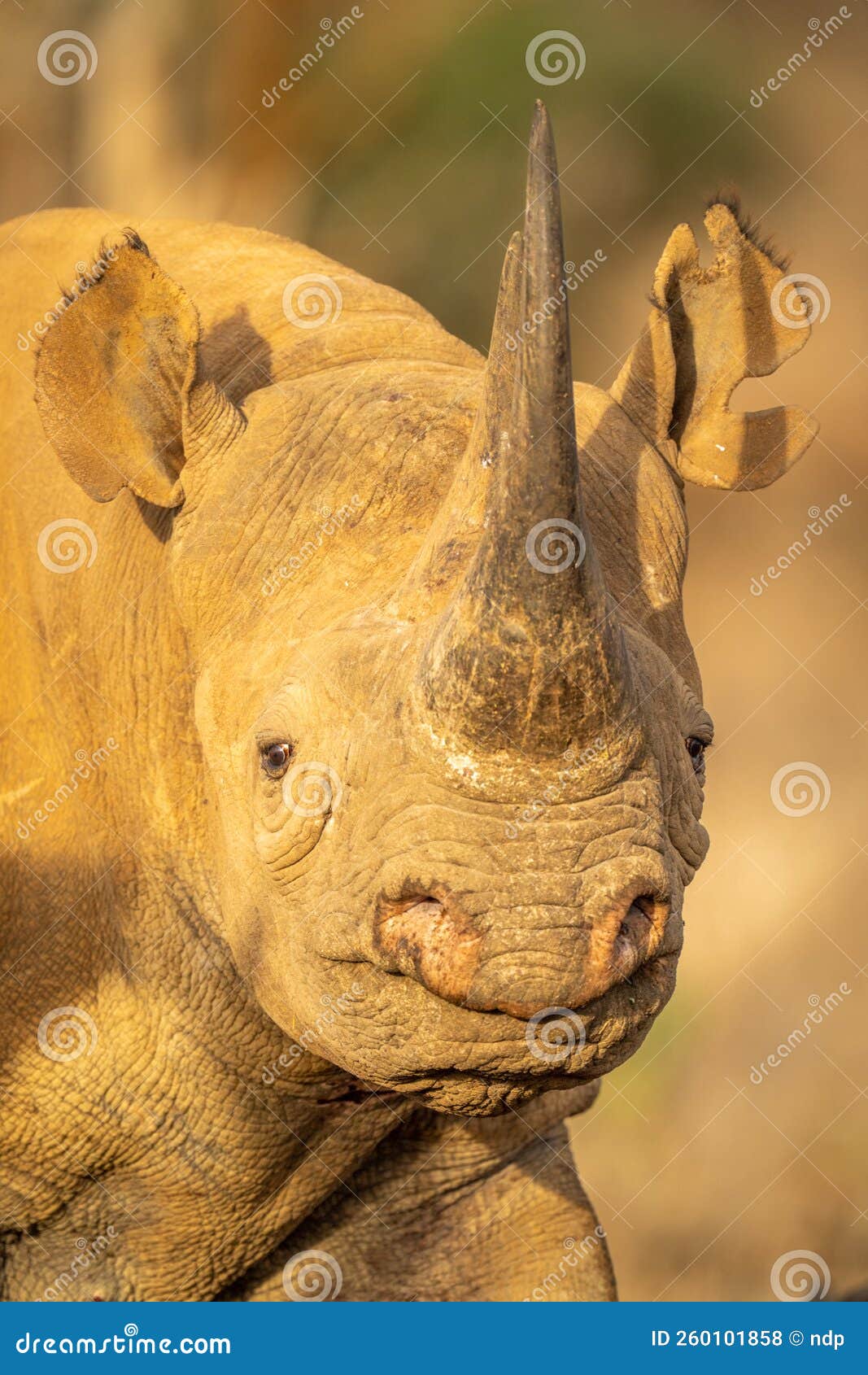 Close-up of Black Rhino Walking Towards Camera Stock Photo - Image of ...