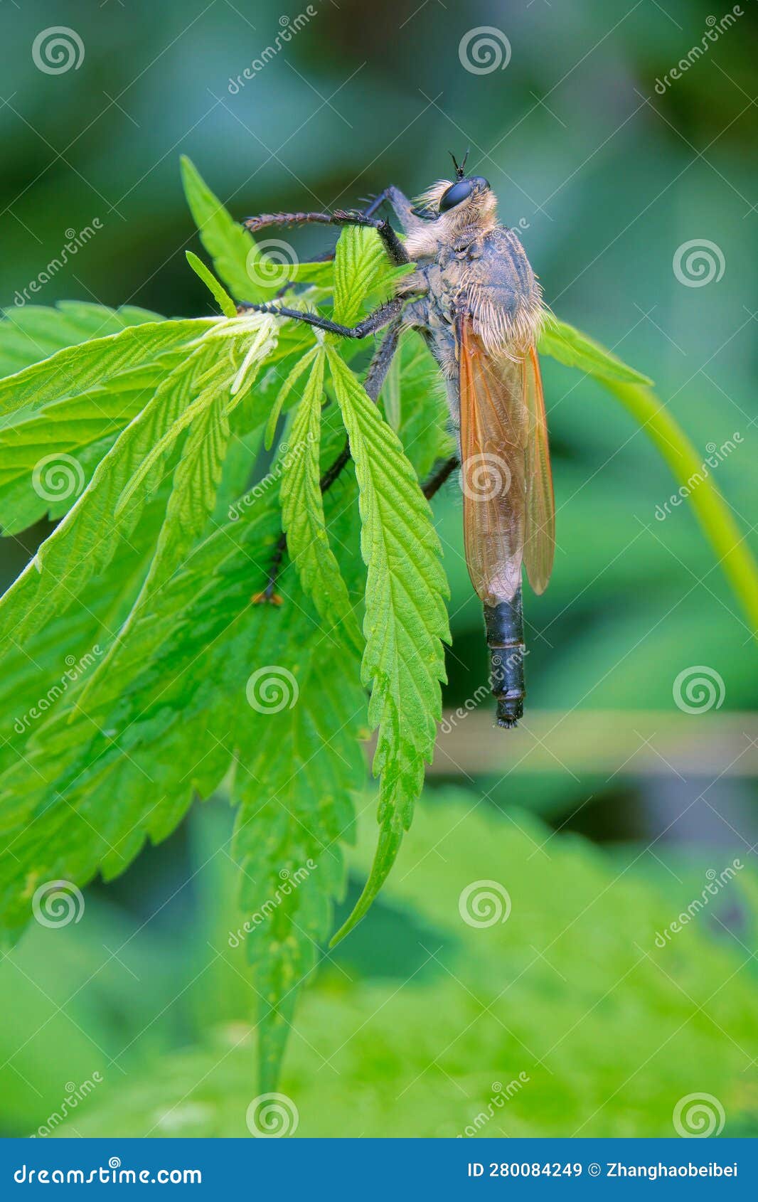Robber fly stock image. Image of asilidae, insect, animals - 280084249