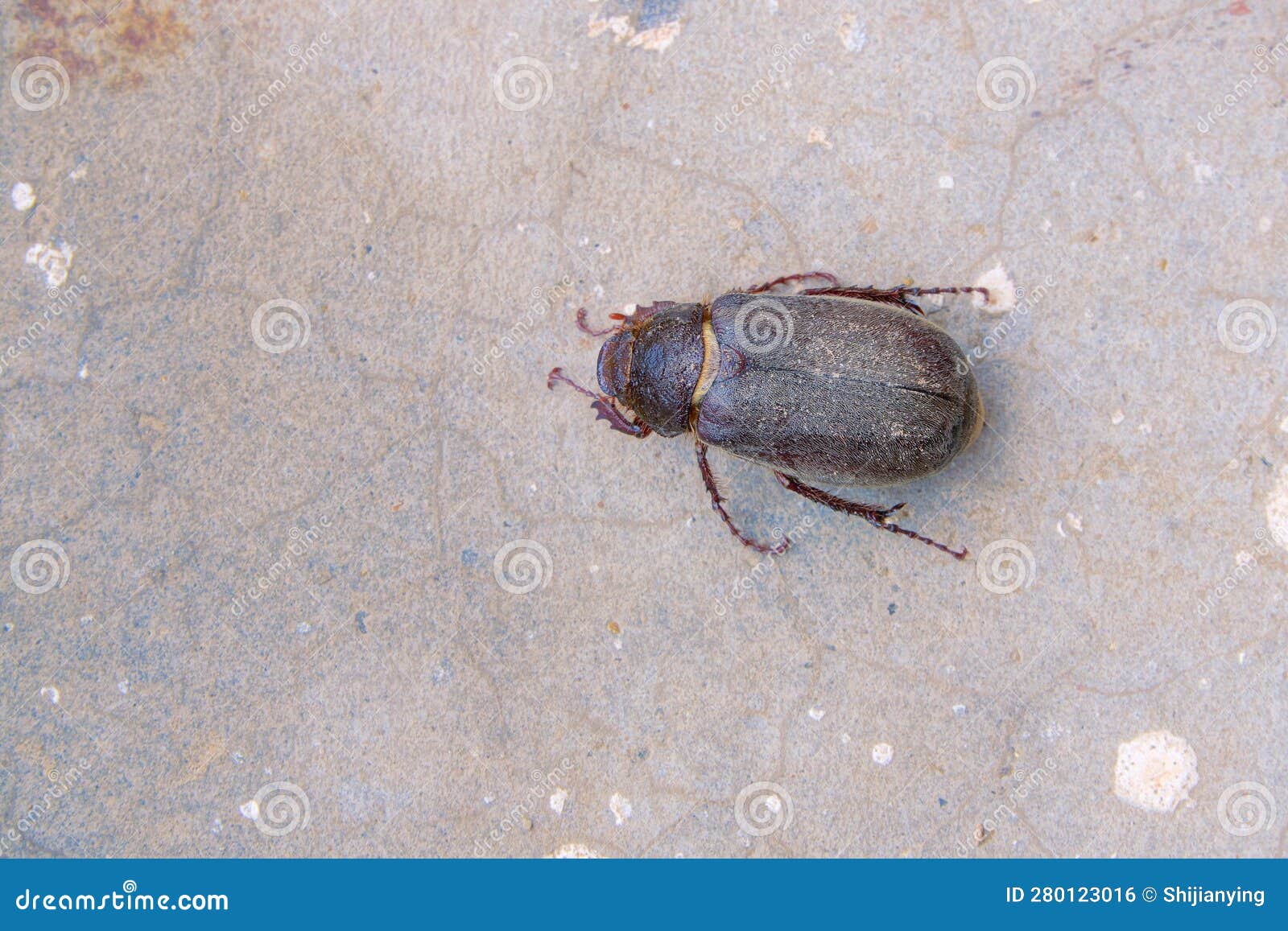Scarab stock photo. Image of scarab, animals, life, cockchafer - 280123016