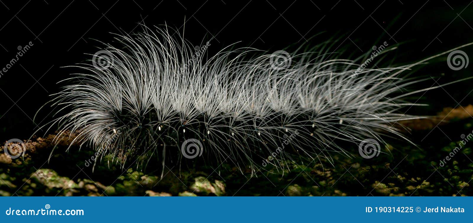 Close up a black slug worm stock image. Image of fluffy - 190314225
