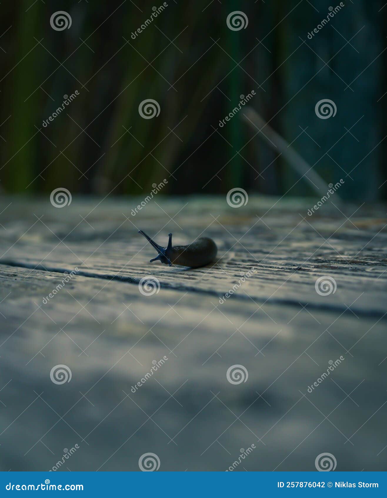 Close Up of a Black Snail on Wooden Walk Path Stock Photo - Image of ...