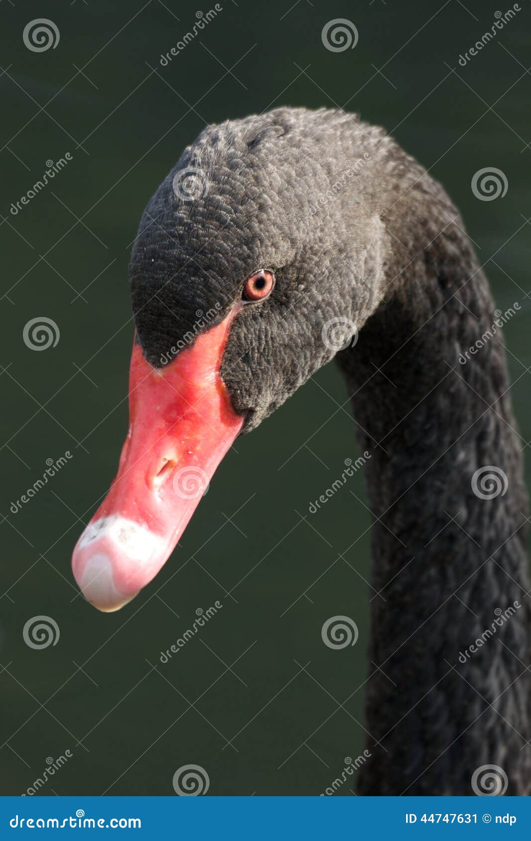 Close-up of Black Swan Turning Towards Camera Stock Image - Image of ...