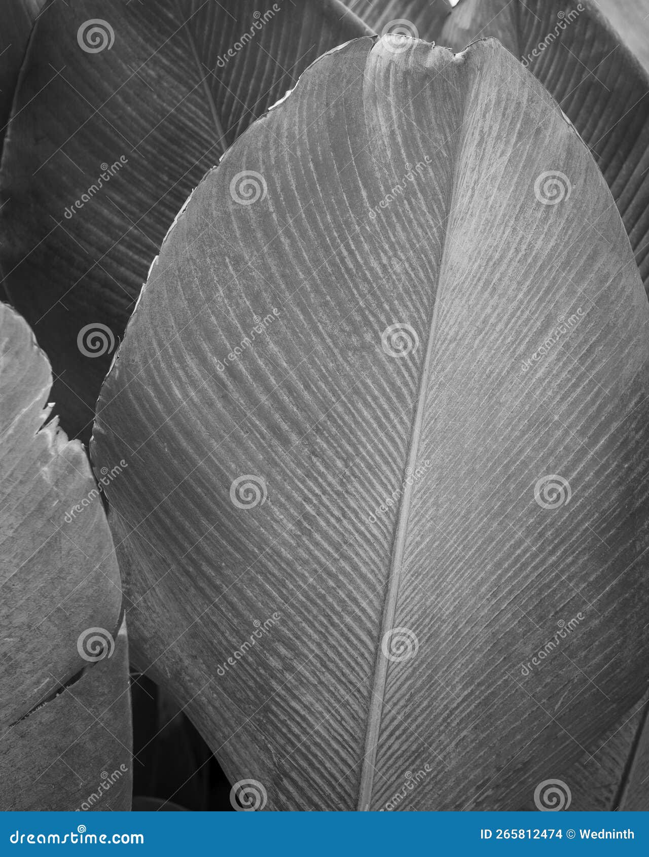 Close Up Black and White Color Leaf Texture Background with Light ...