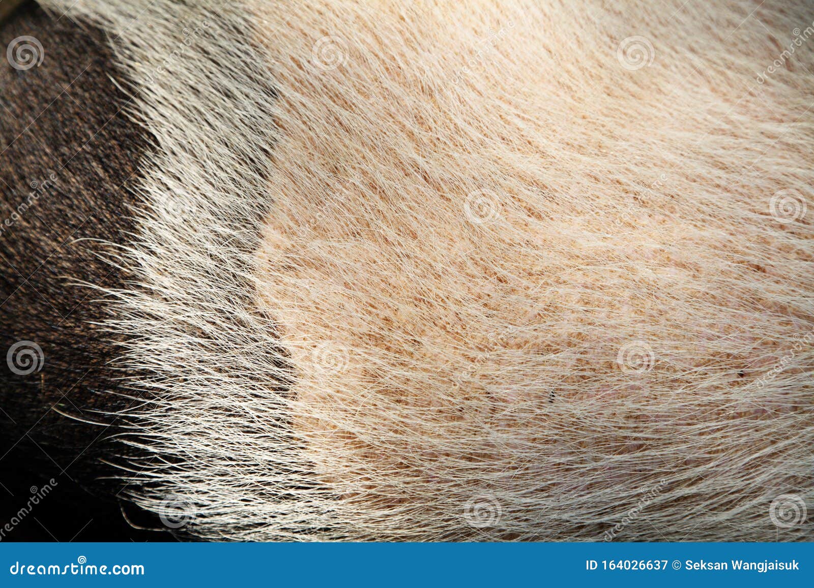 Pig Skin Texture Stock Photos - Download 1,005 Royalty Free Photos