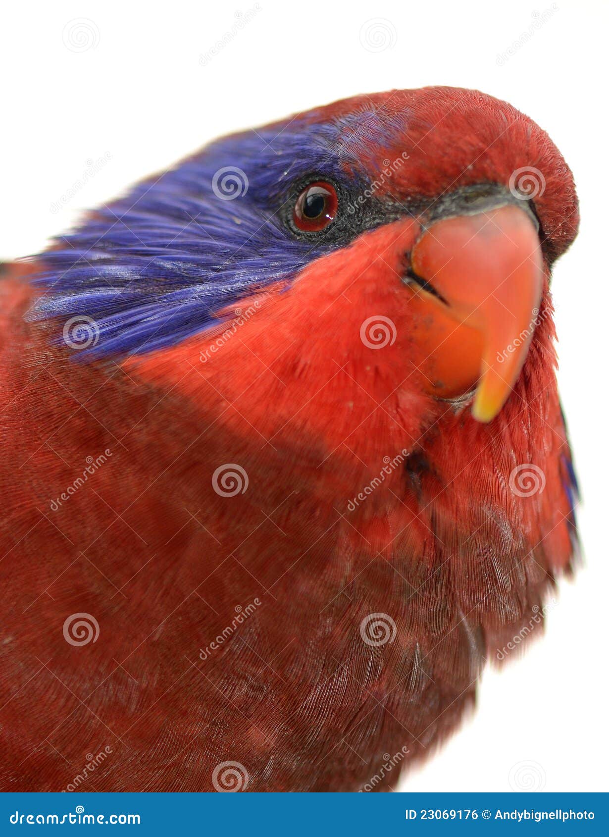 Close-up of a Black-winged Lory Stock Photo - Image of lory, beak: 23069176
