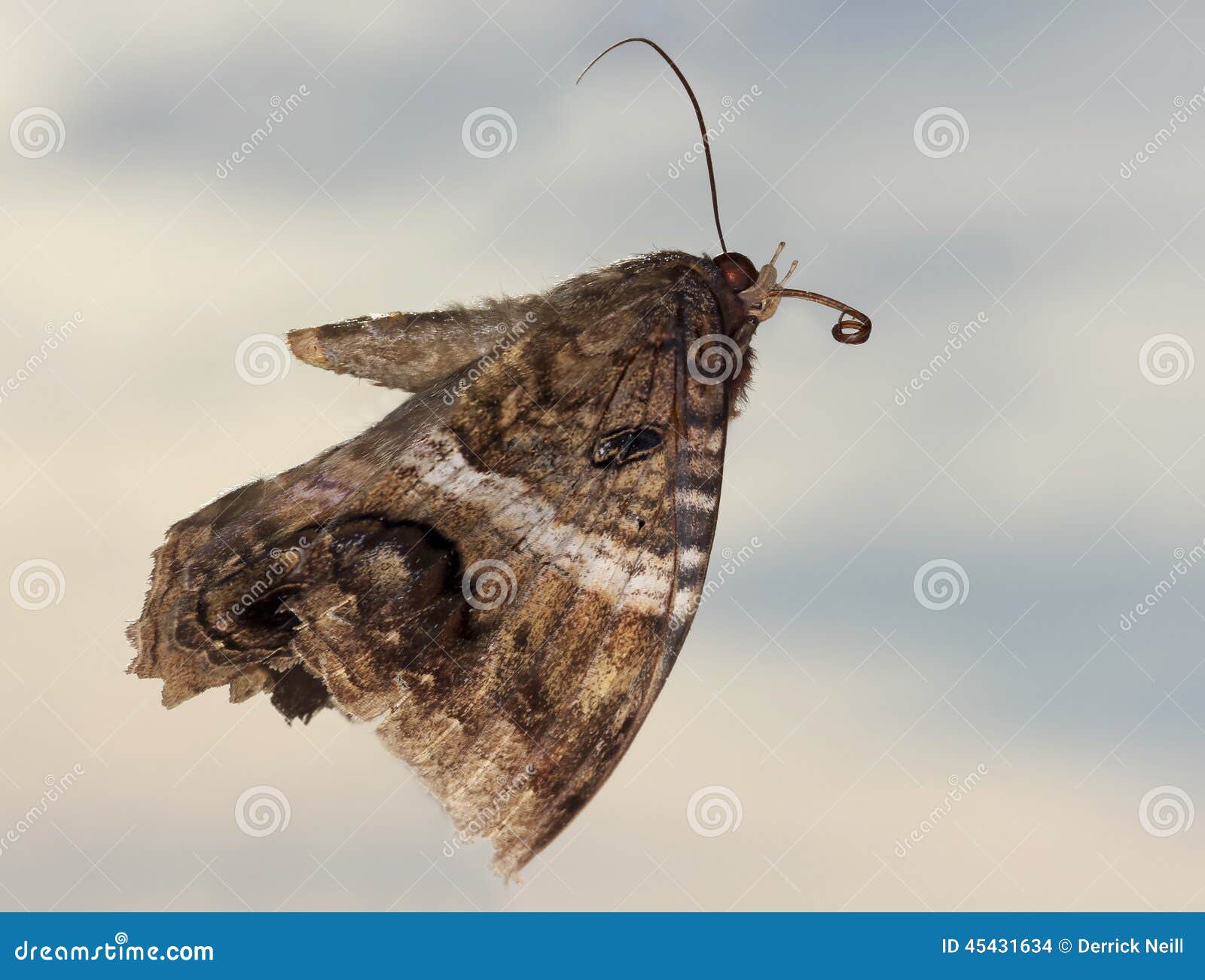 A Close Up of a Black Witch Moth Stock Photo - Image of proboscis ...