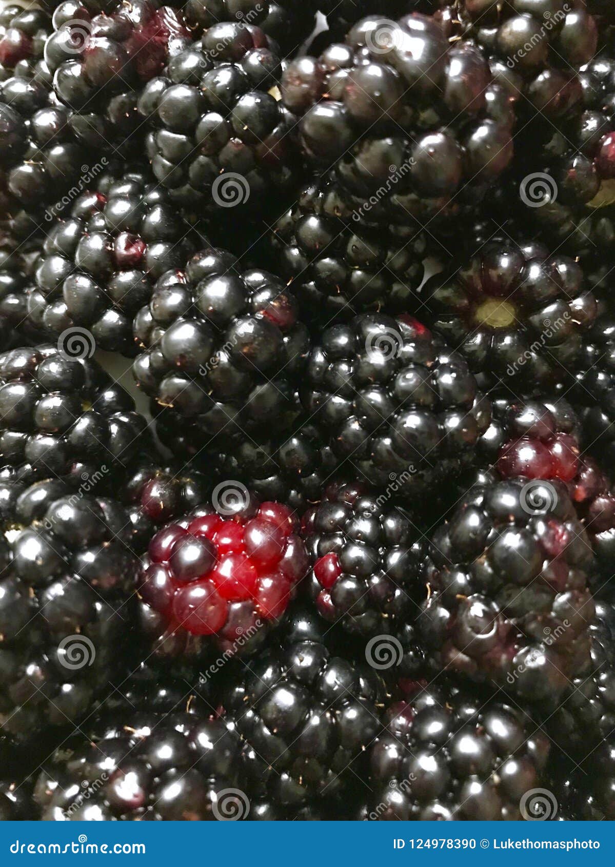 Close up of blackberries stock photo. Image of punet - 124978390