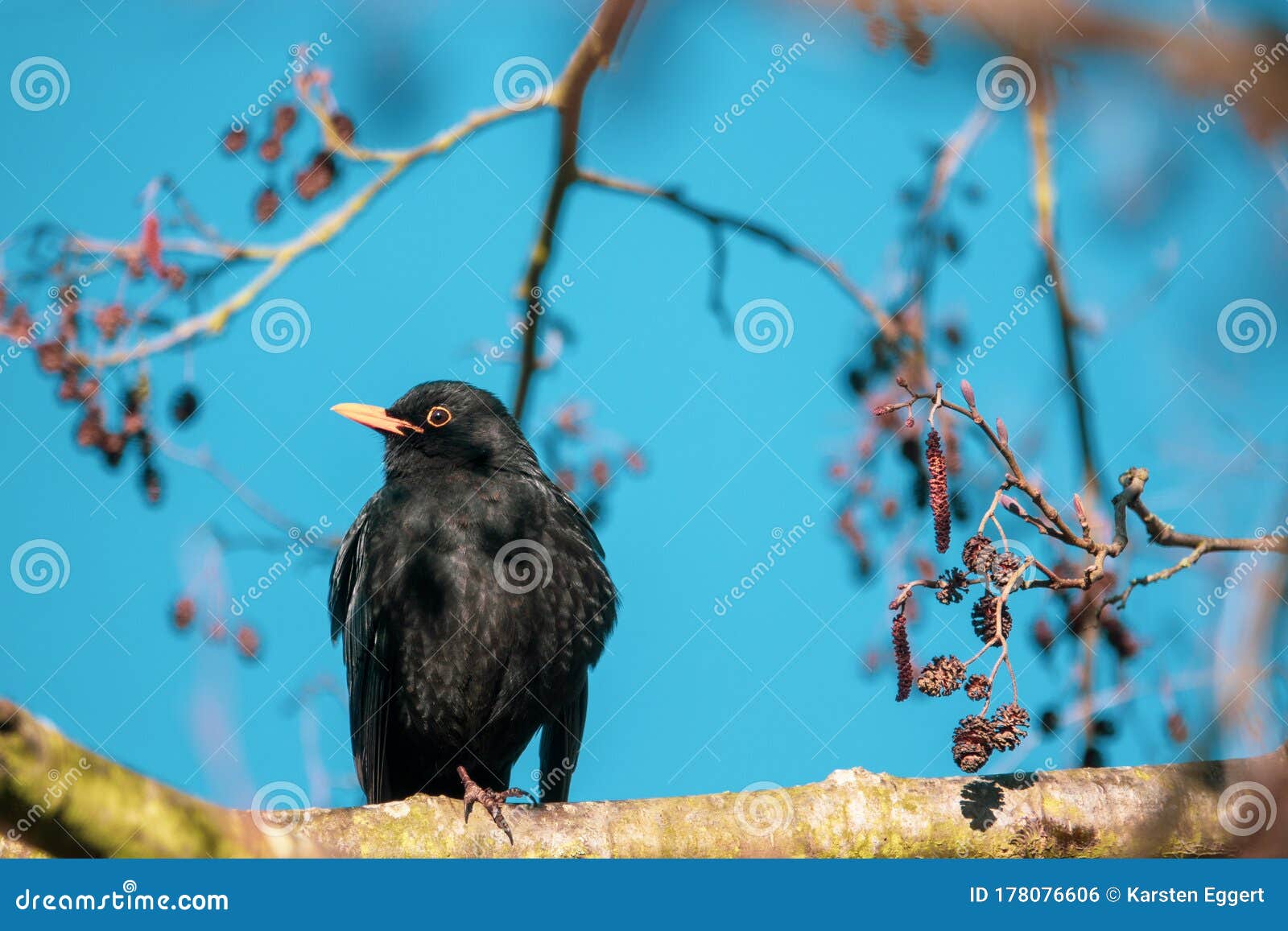 Close Up of a Blackbird Looking into the Camera and the Sky is Blue ...