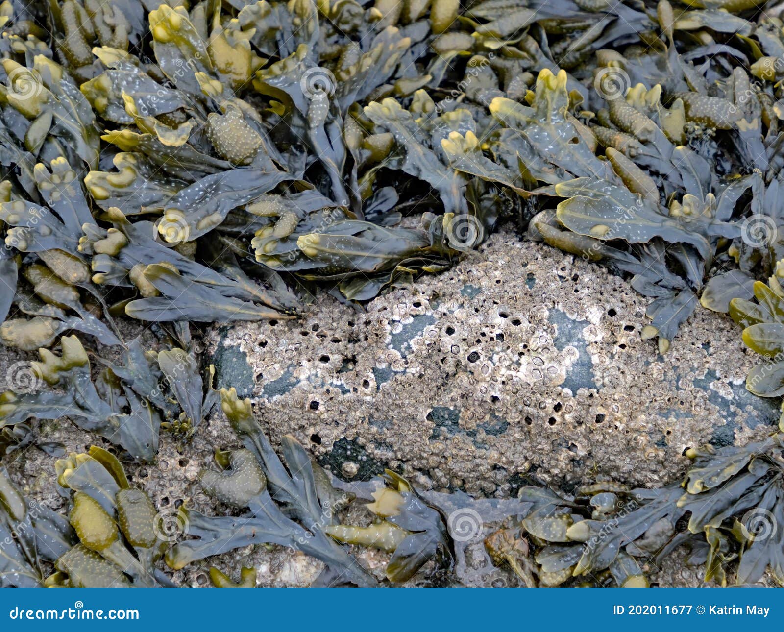 Close Up Of Barnacles On Shell Texture Royalty-Free Stock Photography ...