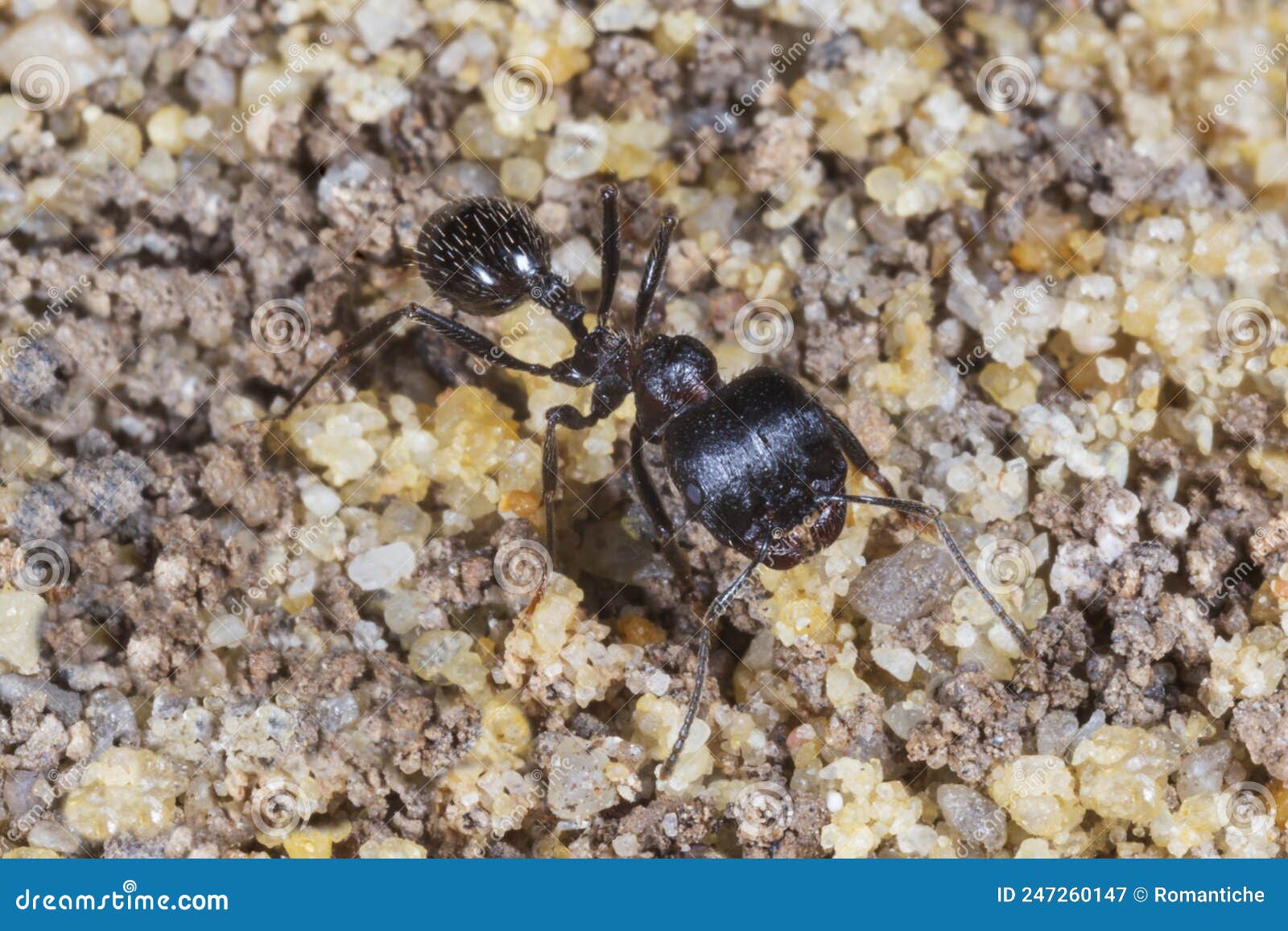 Close up of blank ant stock image. Image of black, macro - 247260147