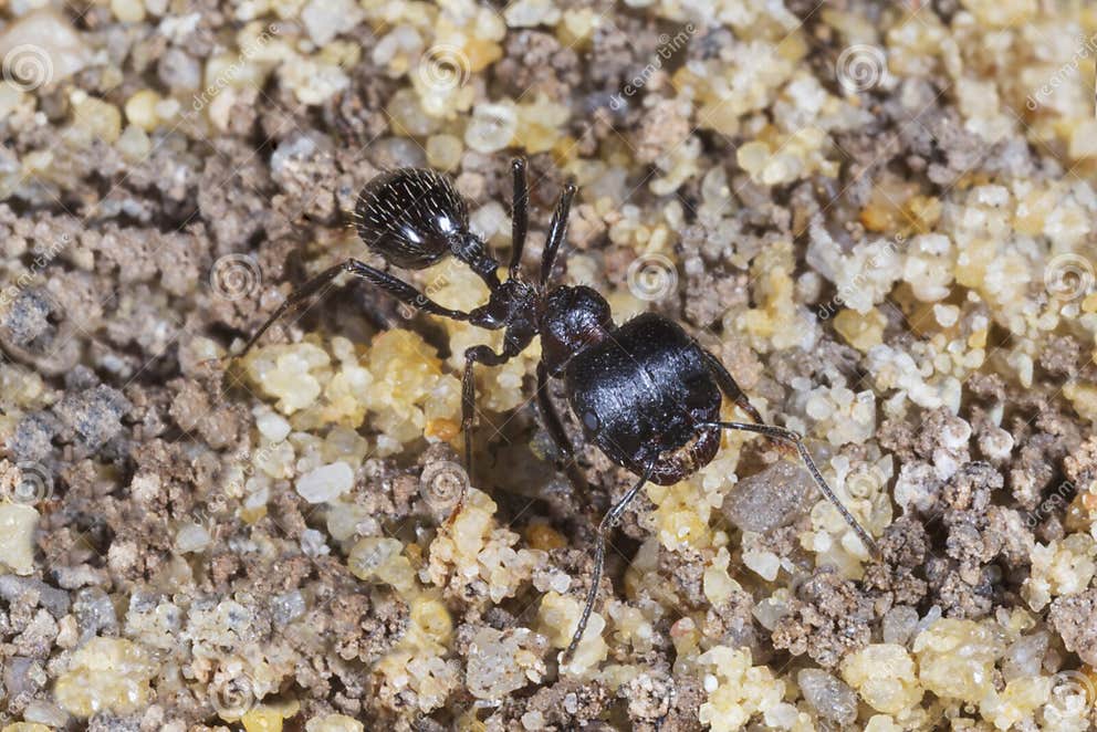 Close up of blank ant stock image. Image of black, macro - 247260147