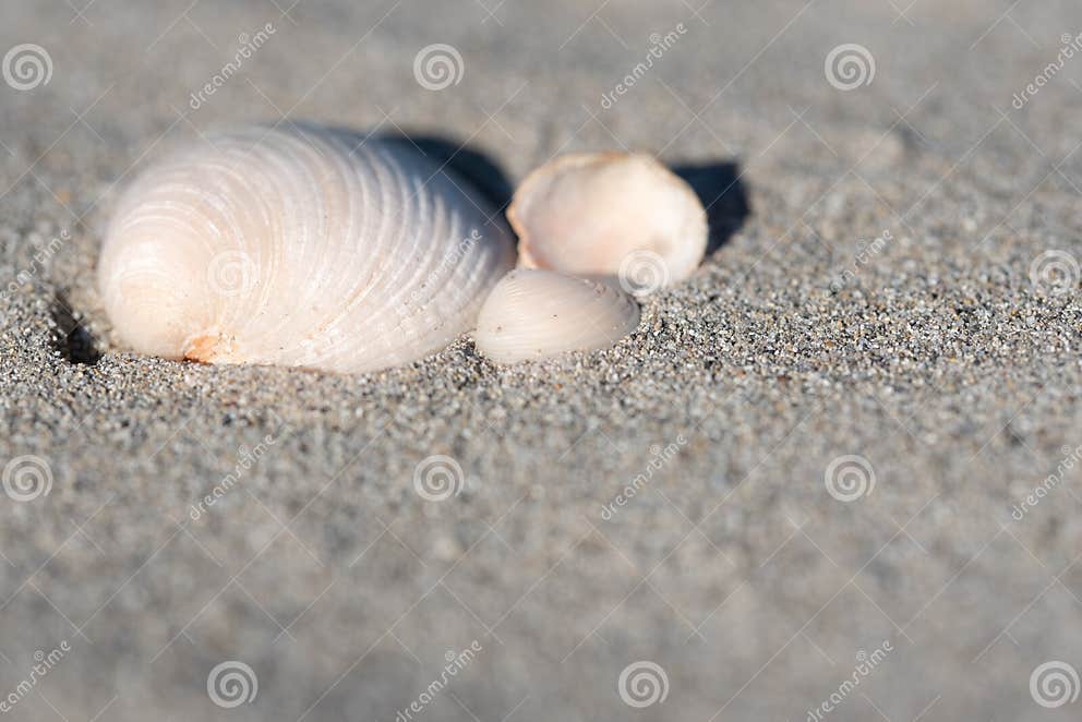 Close-up of Bleached Empty Mussel Shells Lying on the Light-colored ...