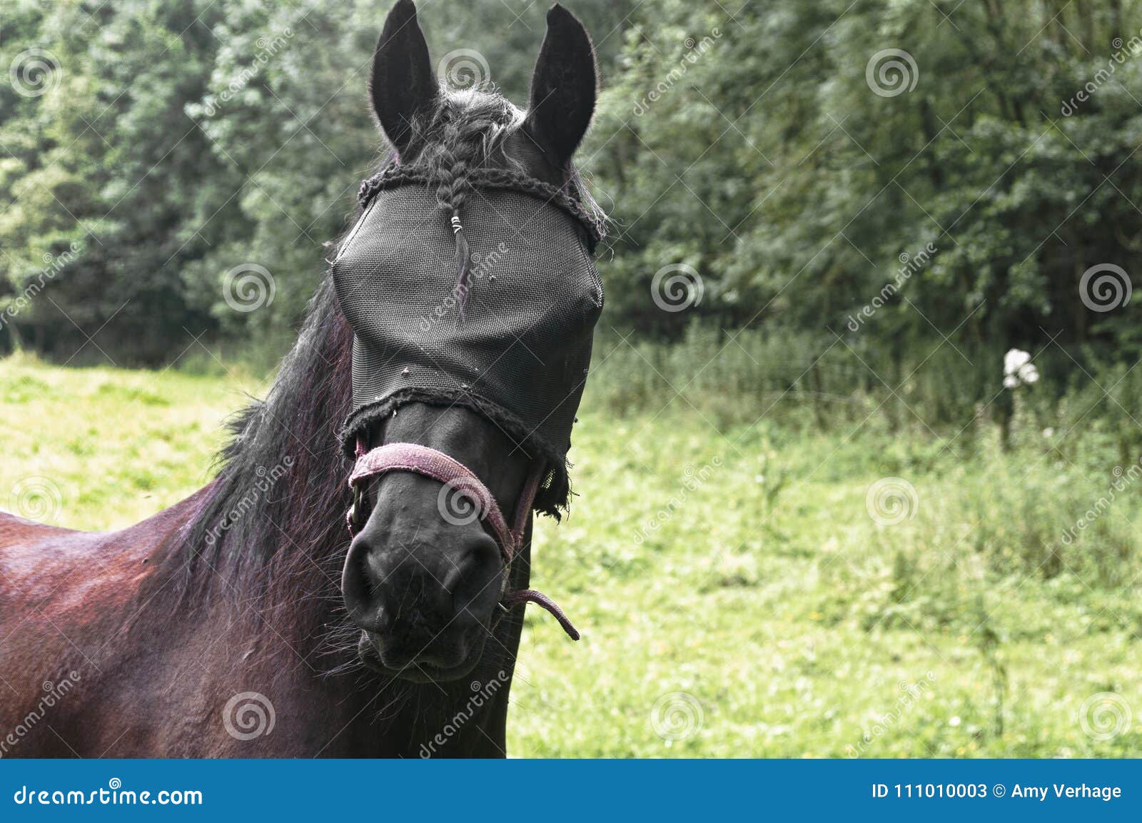 Close Up of a Blind Folded Horse Stock Image - Image of lake, head ...