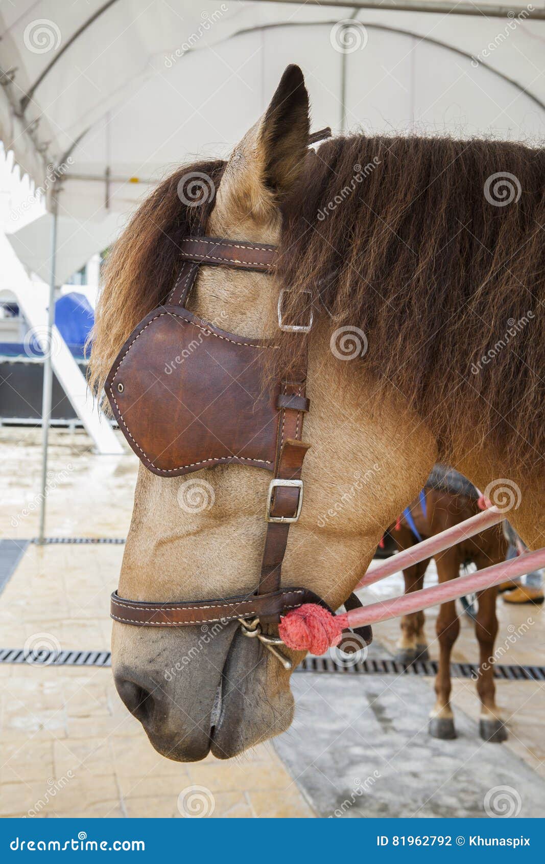 Close Up Blind Horse Commander Stock Photo - Image of animal, commander ...