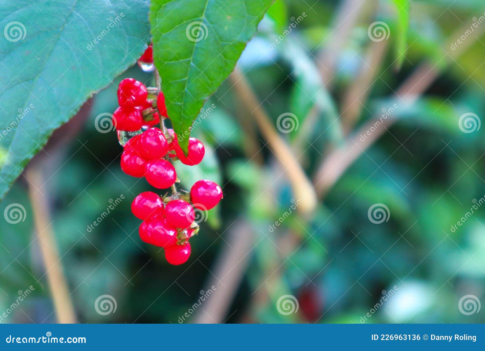 Close Up of Blood Berry Fruit Stock Photo - Image of food, produce ...