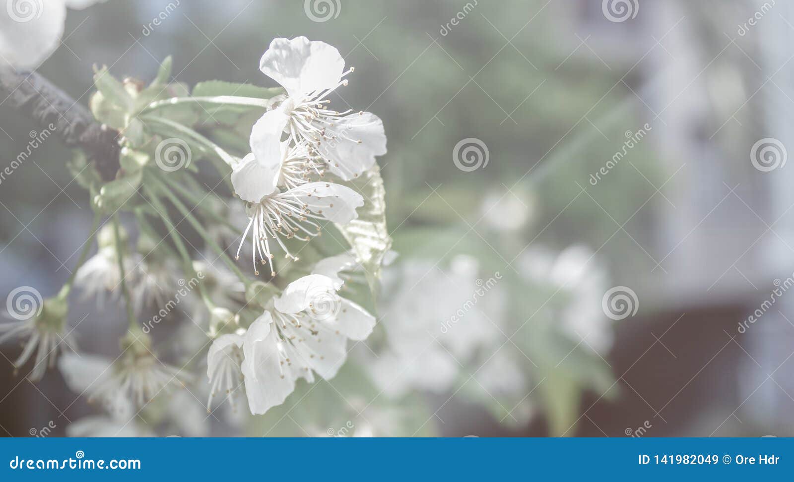 Close Up Bloom of a Branch in Spring Stock Image - Image of garden ...