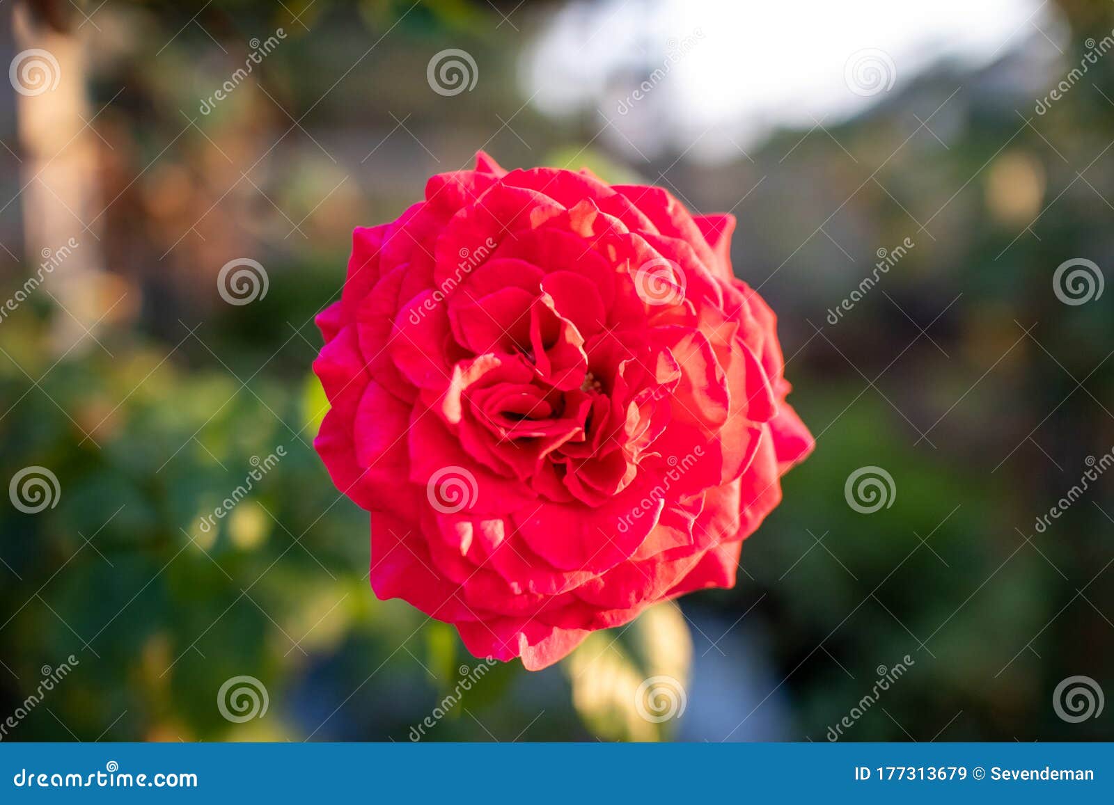 Close Up of Bloomed Red Rose in the Garden. Stock Image - Image of ...