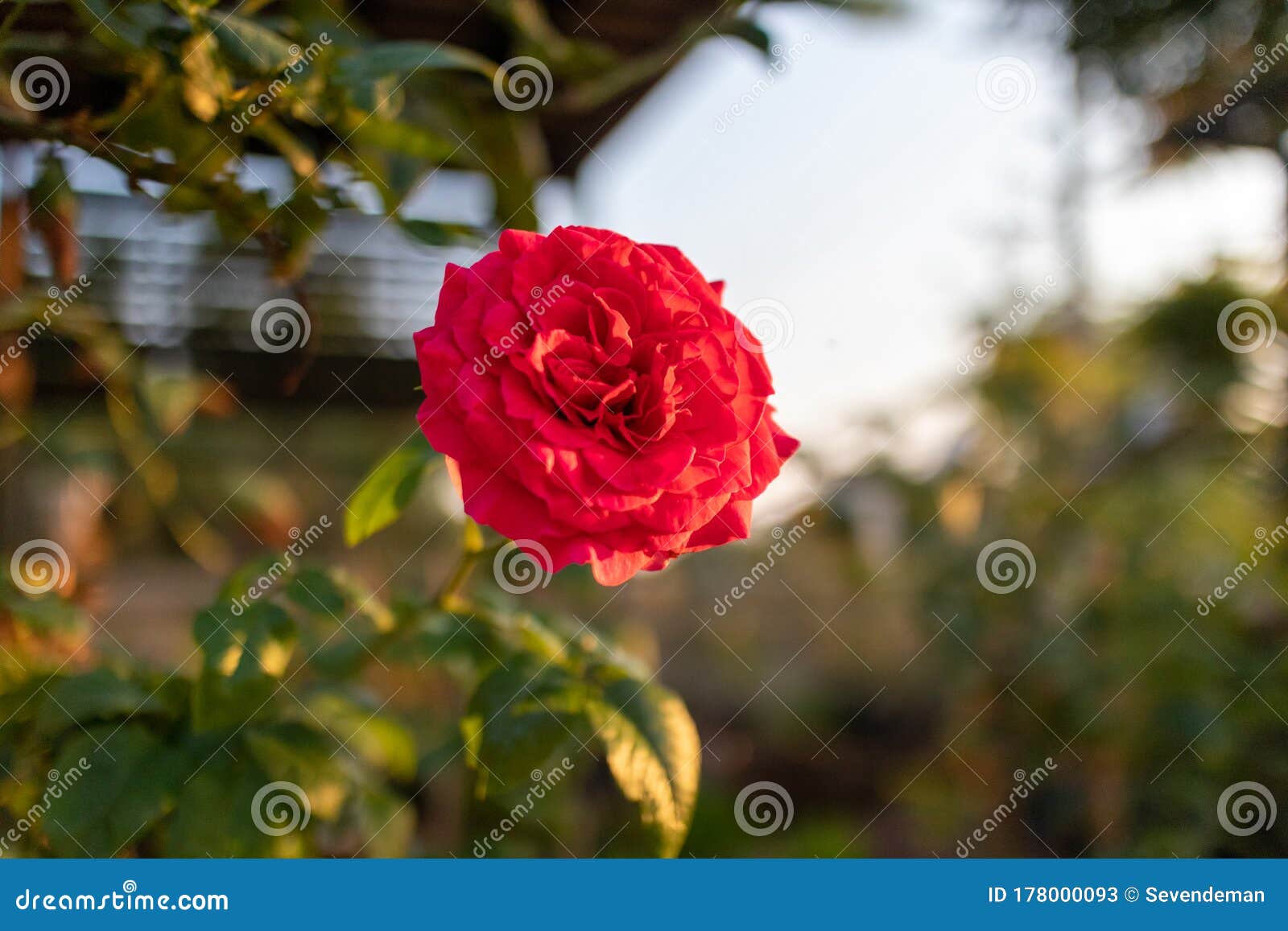 Close Up of Bloomed Red Rose in the Garden. Stock Image - Image of ...