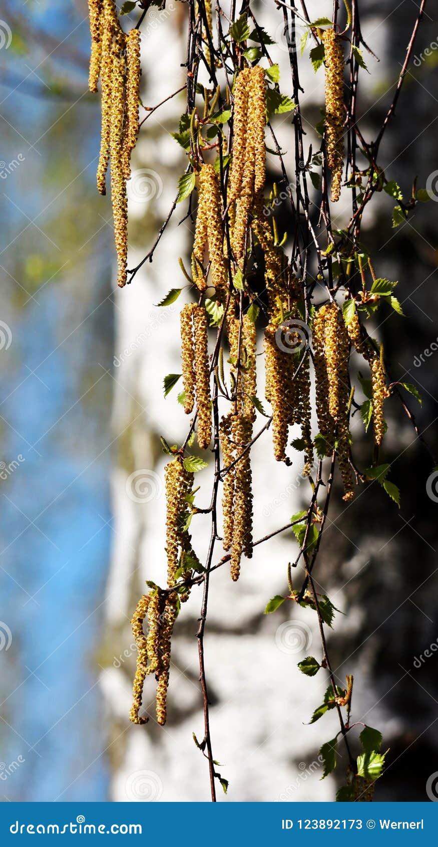 Blooming Birch in Spring stock image. Image of nature - 123892173