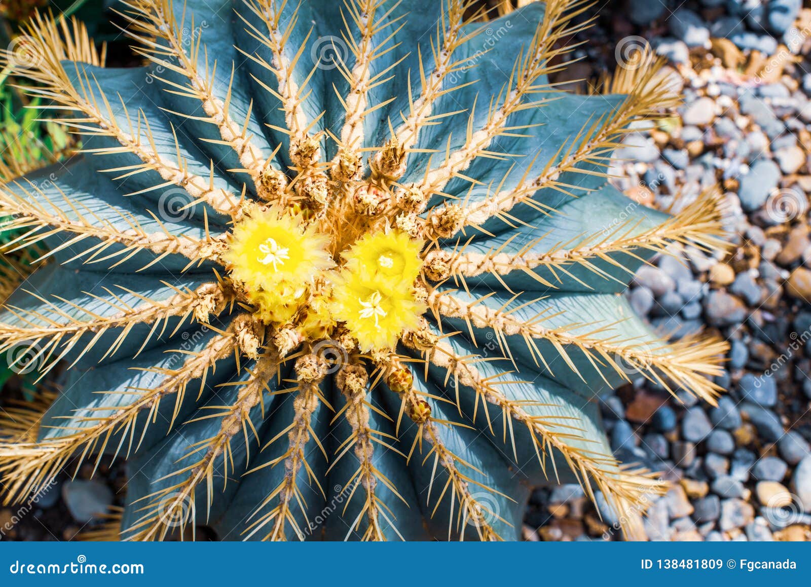 Close Up of Blooming Cactus, Top View Stock Image - Image of design ...