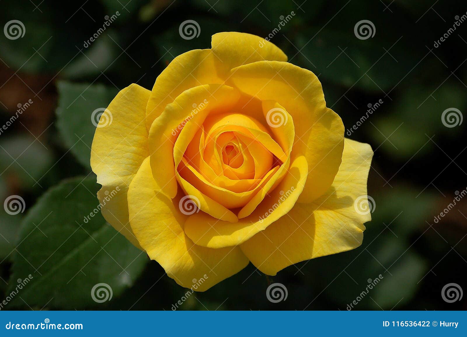 China rose stock photo. Image of chinensis, rosa, bloom - 116536422
