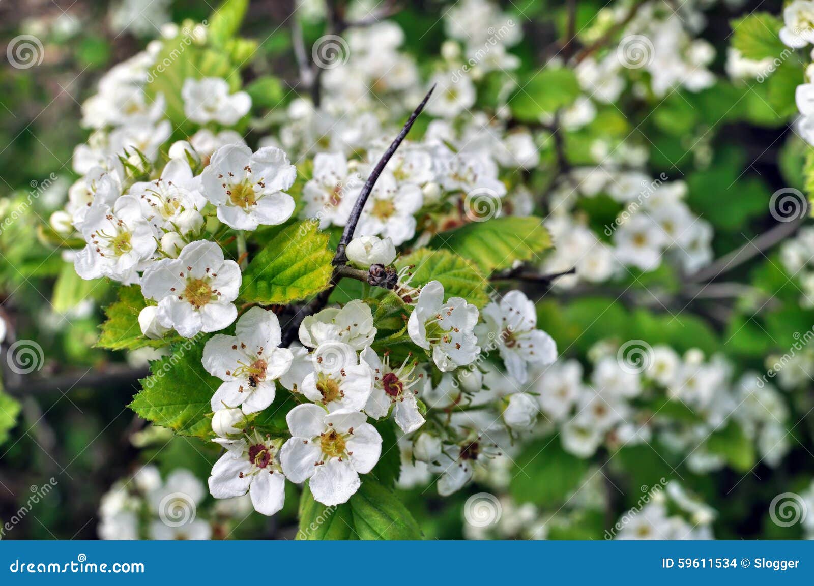 Close-up of Blooming Hawthorn Stock Photo - Image of green, closeup ...