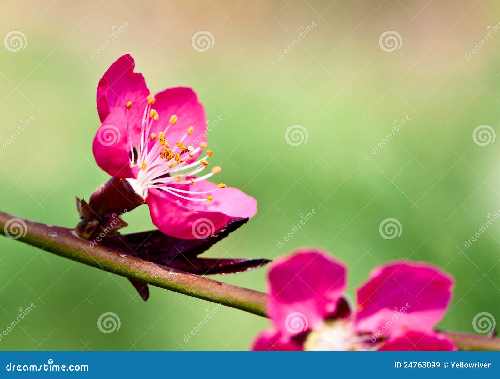 Close Up of Blooming Peach Flower Stock Image - Image of pink, blooming ...