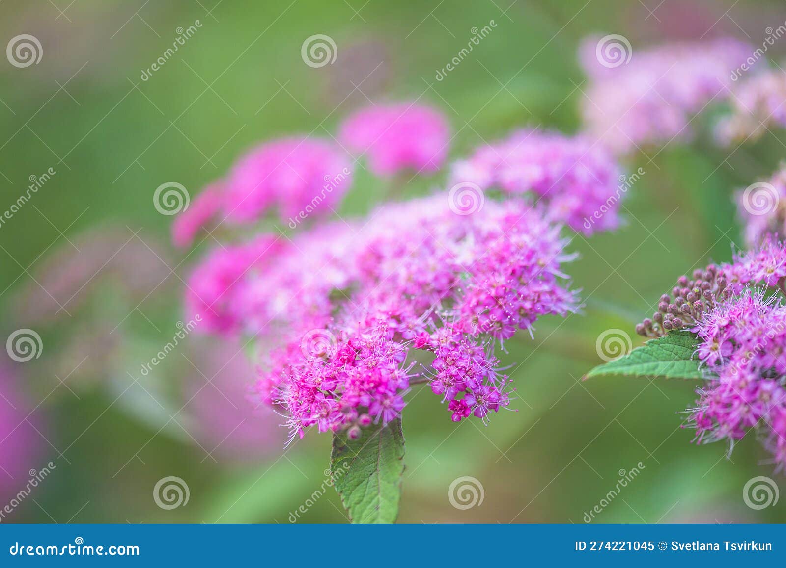 Close Up for Blooming Purple Spiraea on Green Background Stock Image ...