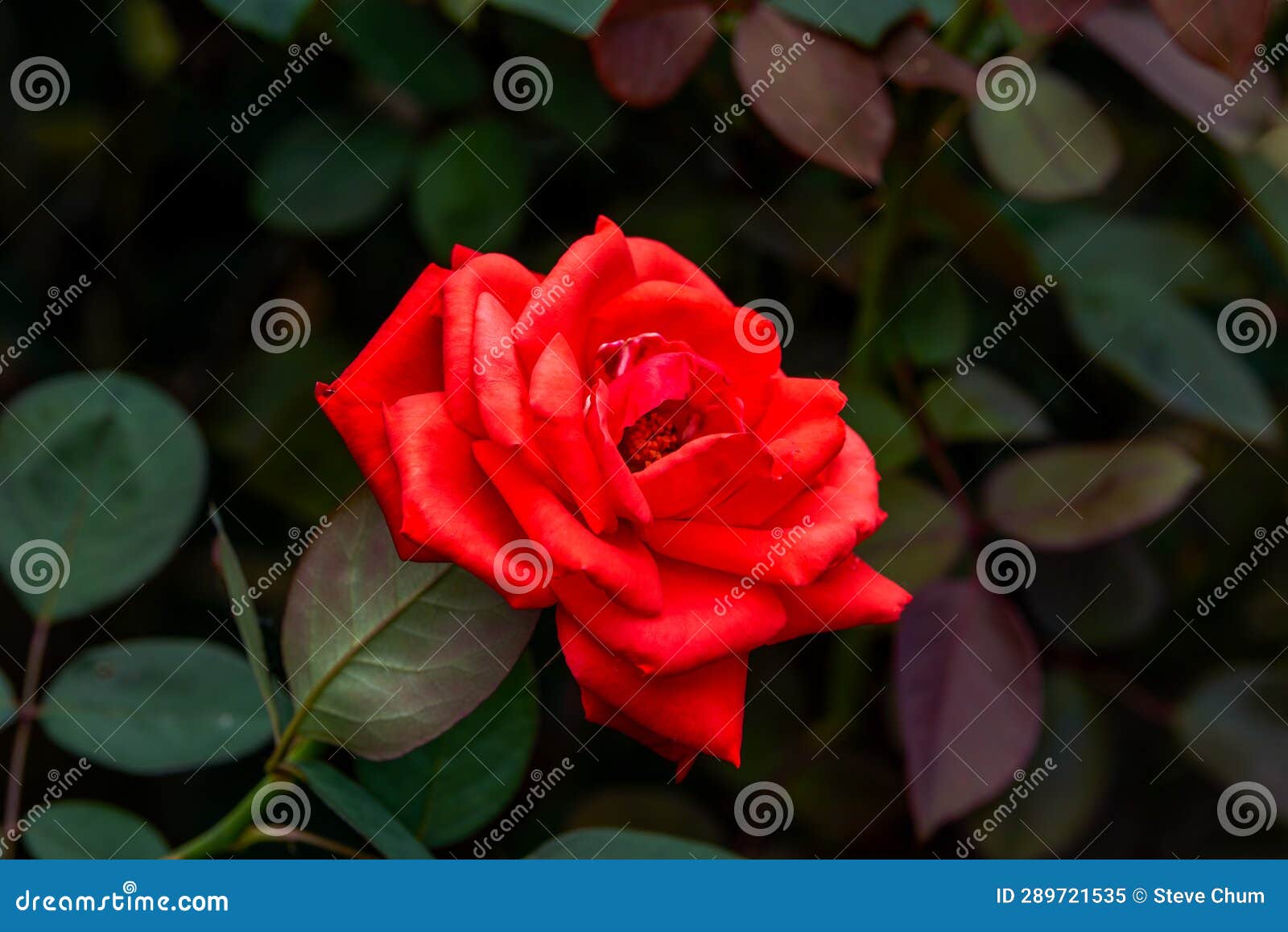 Close-up of a Blooming Red Rose, Rose Flower Stock Image - Image of ...