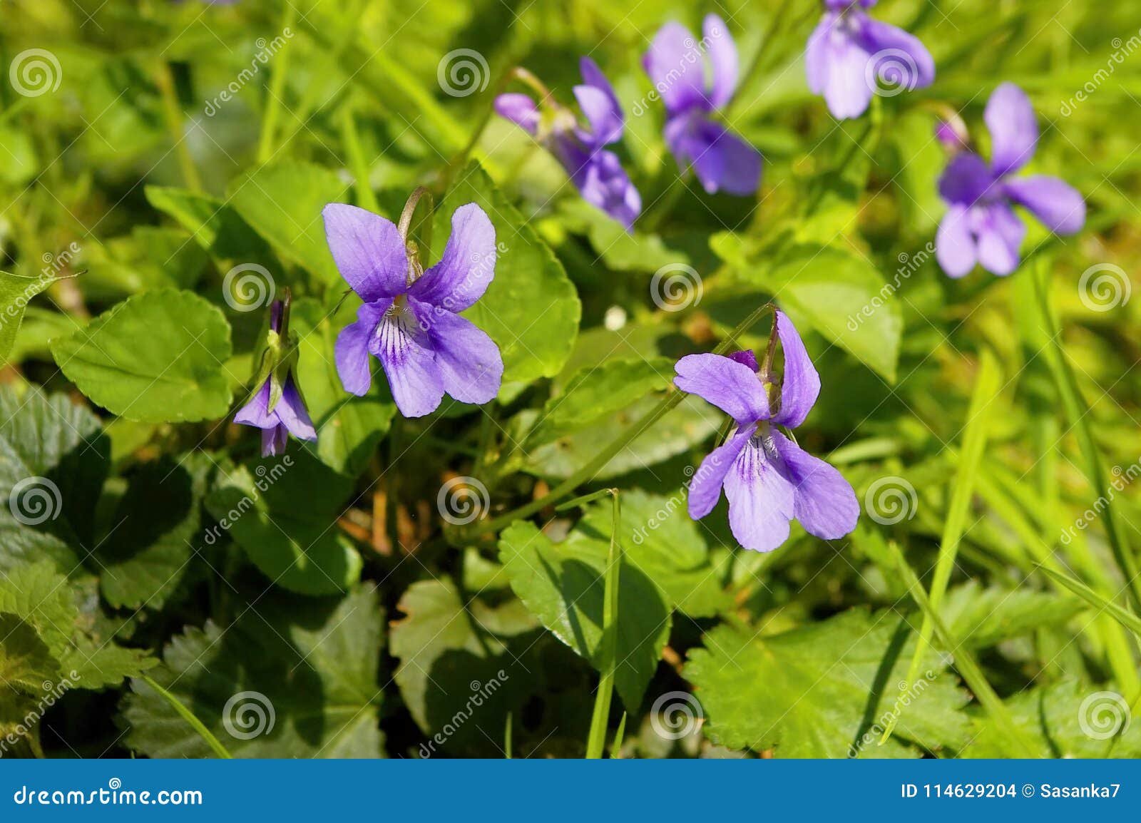 Violets stock photo. Image of glass, cloth, drapery - 114629204