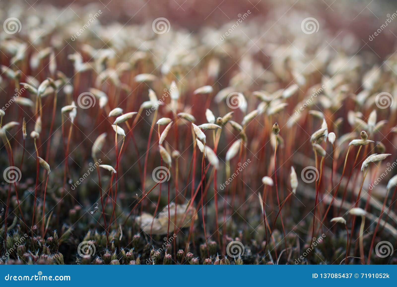 Close Up of Blooming Springtime Moss. Abstract Composition with Moss ...