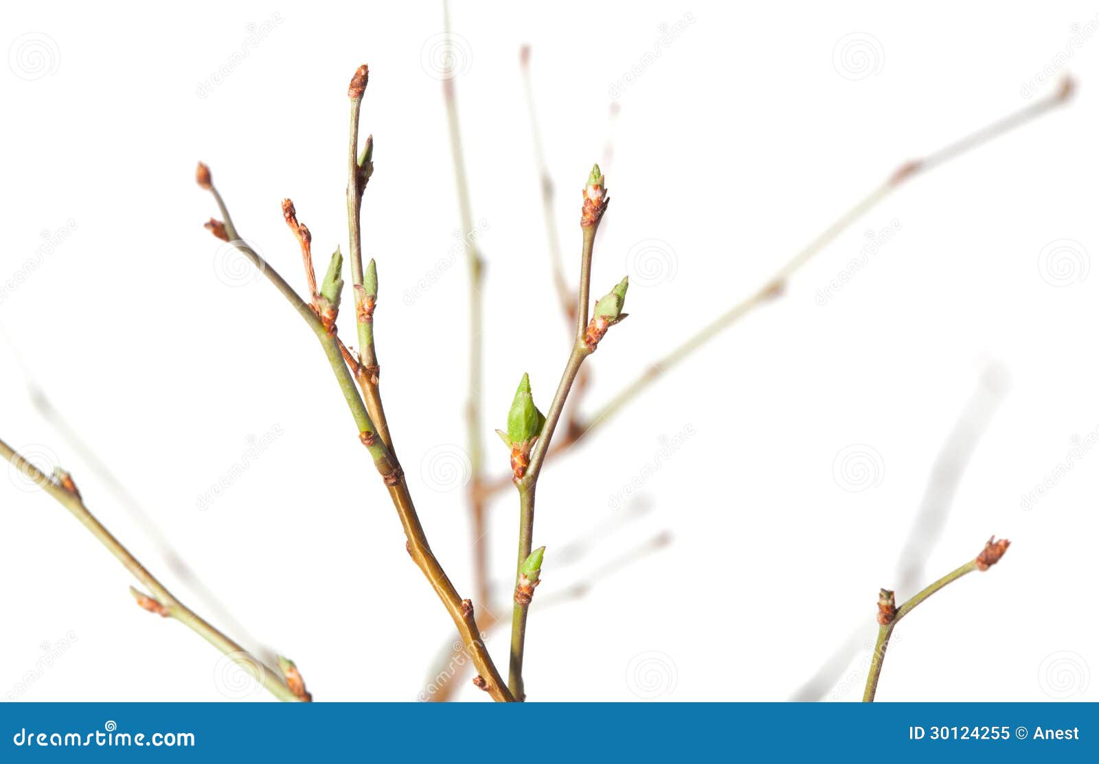 Bunch of budding twigs stock image. Image of delicate - 30124255