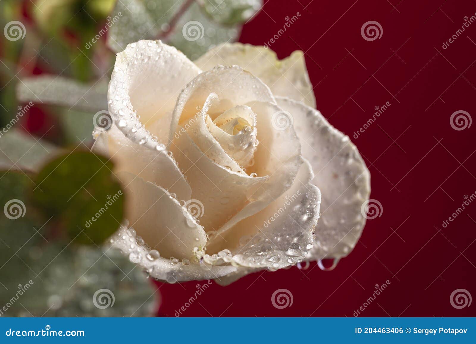 Close-up of a Blooming White Rose Bud with Water Drops Stock Photo ...