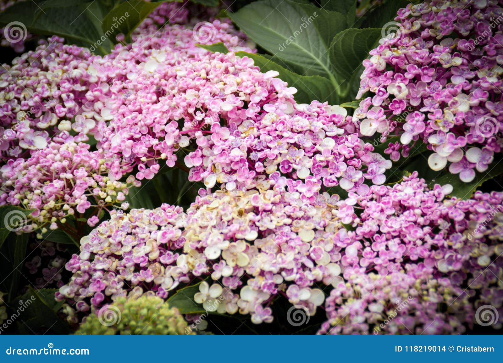 Close up of a hydrangea stock photo. Image of hydrangea - 118219014