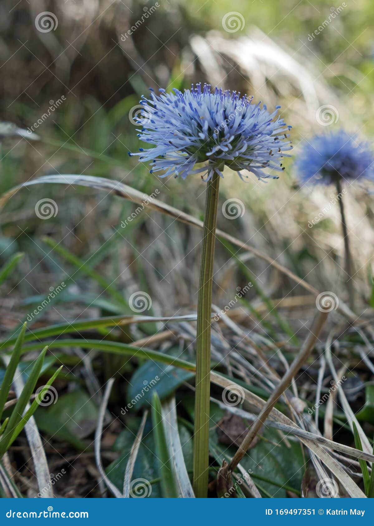 Close-up of the Blossom of Globe Daisy, Globularia Stock Image - Image ...