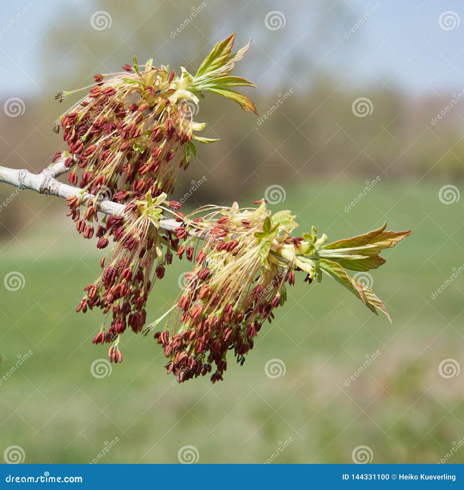 Close-up of a Blossoming Box Elder Maple Stock Photo - Image of colour ...