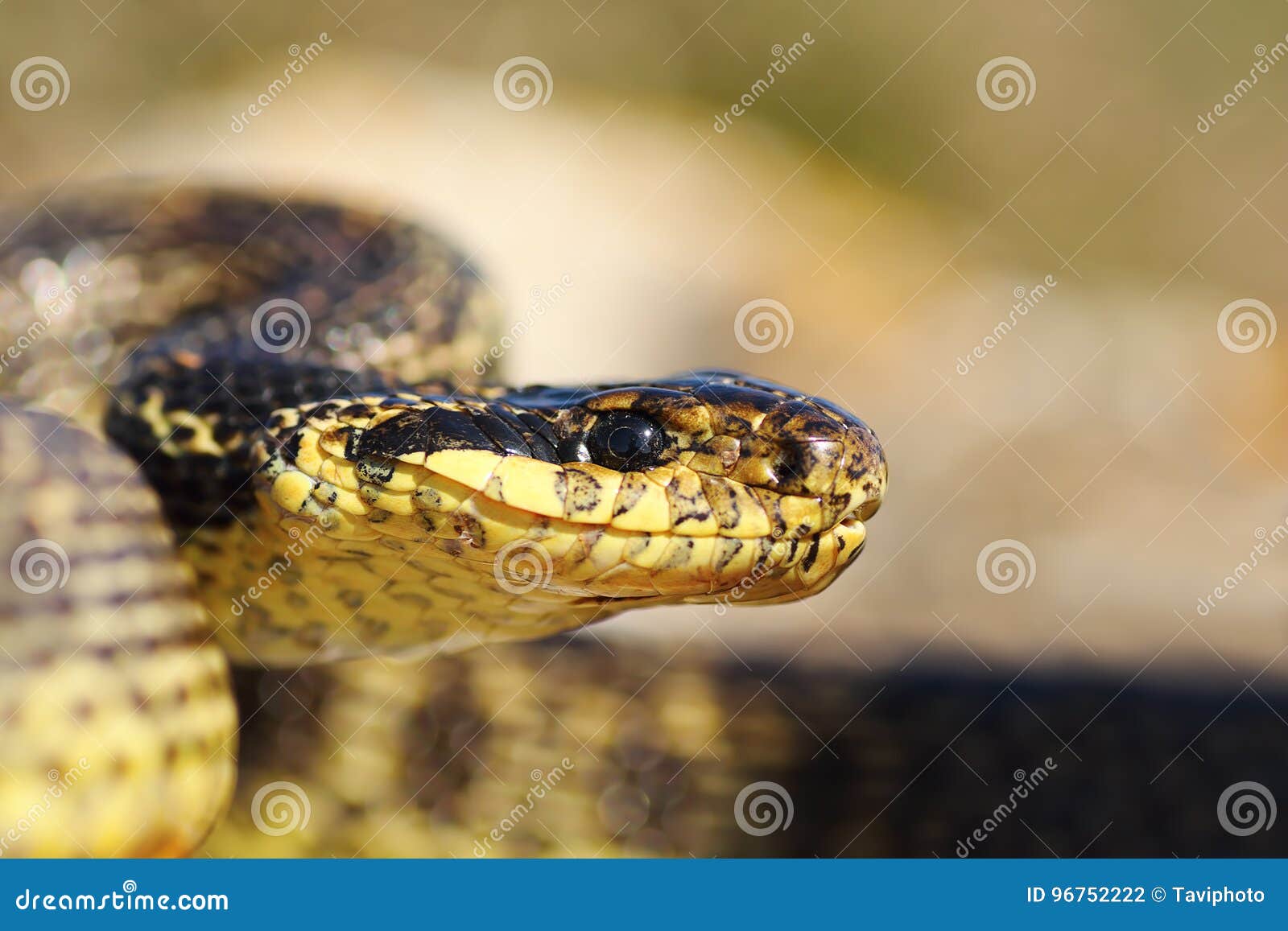 Close Up of Blotched Snake Head Stock Photo - Image of constrictor ...