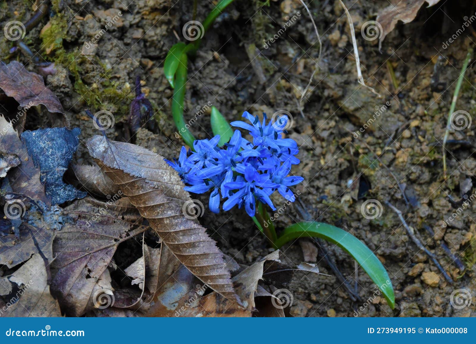 Close Up of a Blue Alpine Squill or Two-leaf Squill Stock Image - Image ...