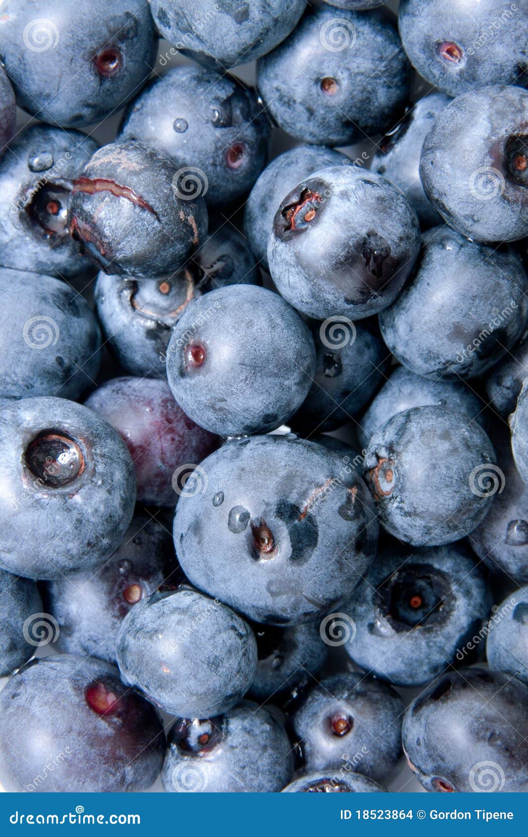 Close-up of Blue Berry Fruit in a Group. Stock Photo - Image of produce ...