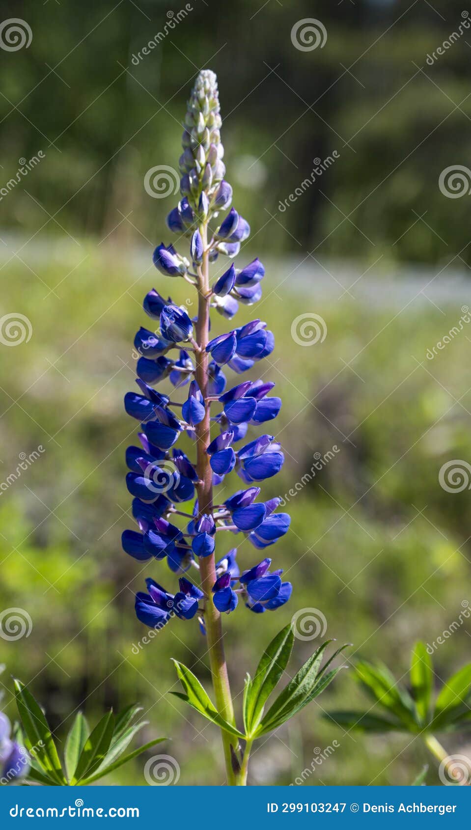 Close-up of Blue Blooming Flower of Lupinus Nanus Stock Image - Image ...
